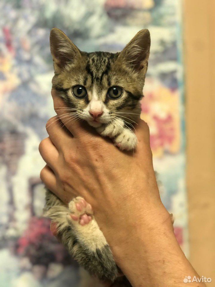 Полосатые красавицы