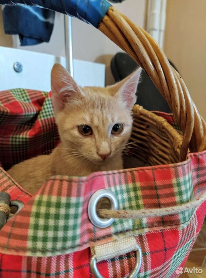 Котята два мальчика рыжики