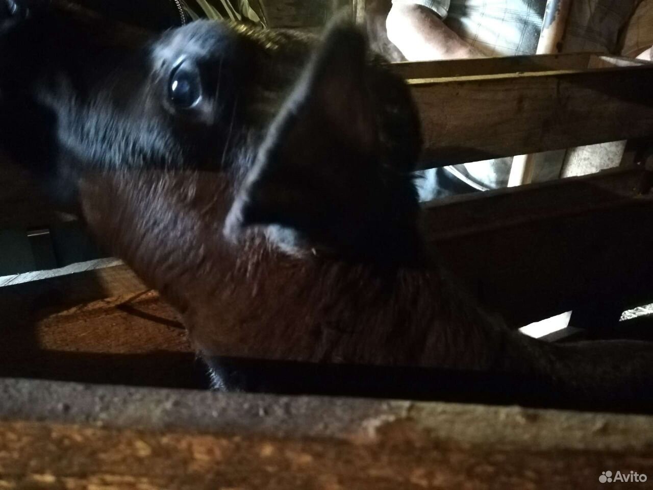 Тёлка породы швиц 2 месяца