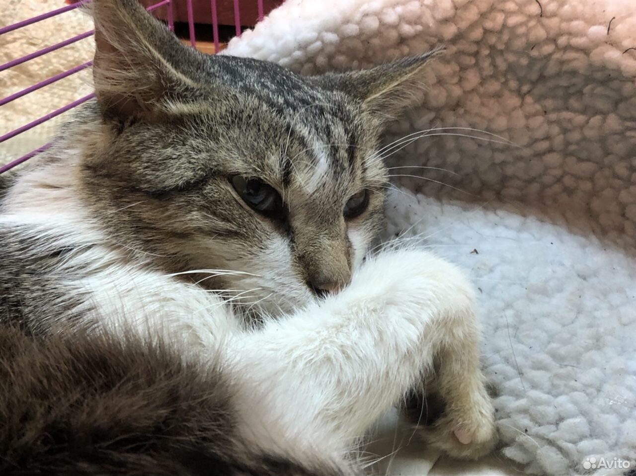 Отладим кота в добрые руки