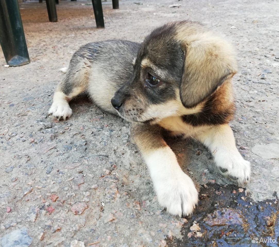 Крошка в поиске дома