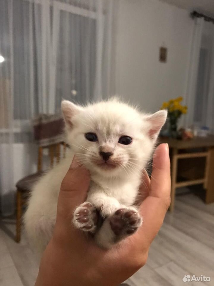 Котята