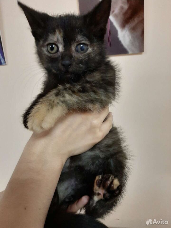 Котенок- девочка 2 мес