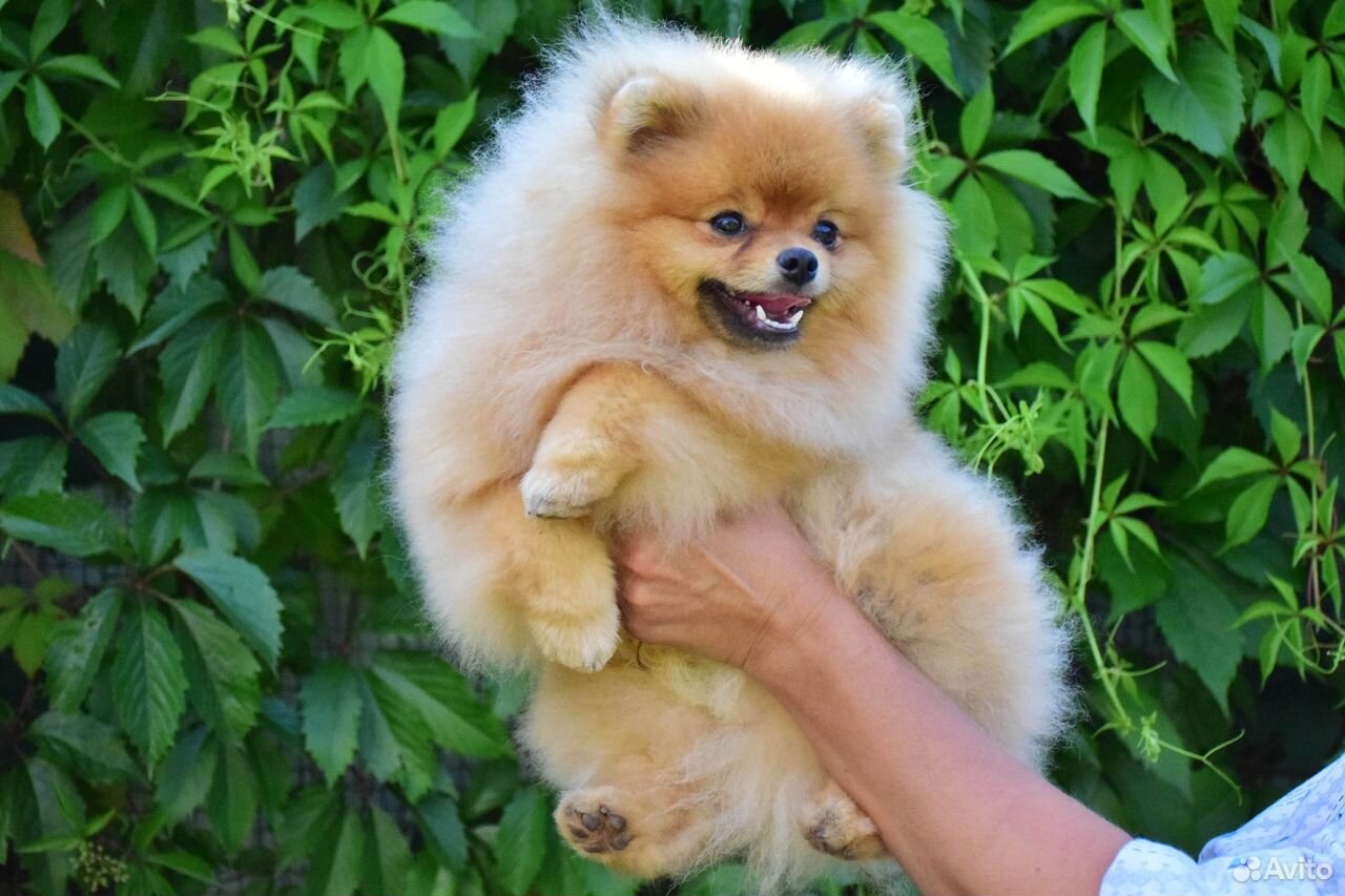 Щенок померанского шпица как любимец семьи