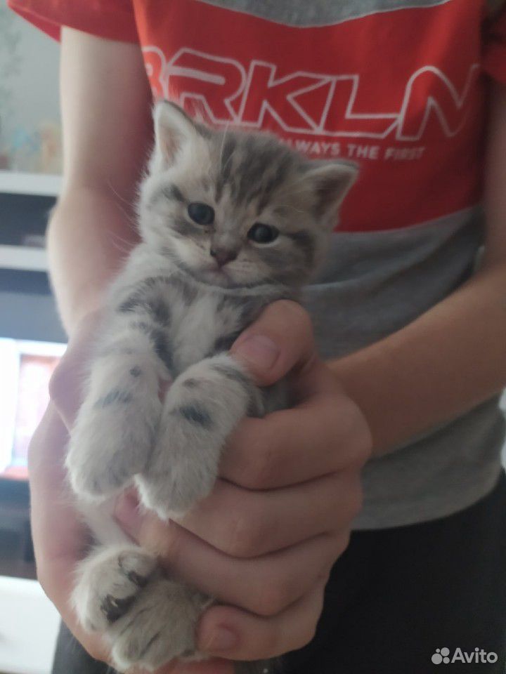 Чудесные котята