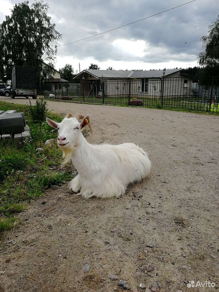 Коза дойная