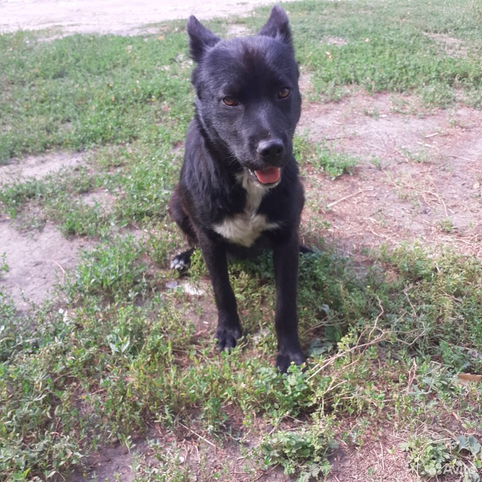 Собака девочка, дварняга 1,5 года