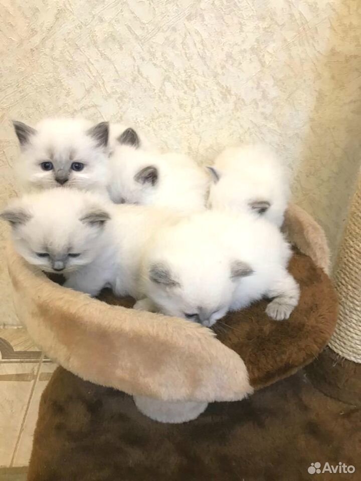 Невские маскарадные котята с пакетом документов
