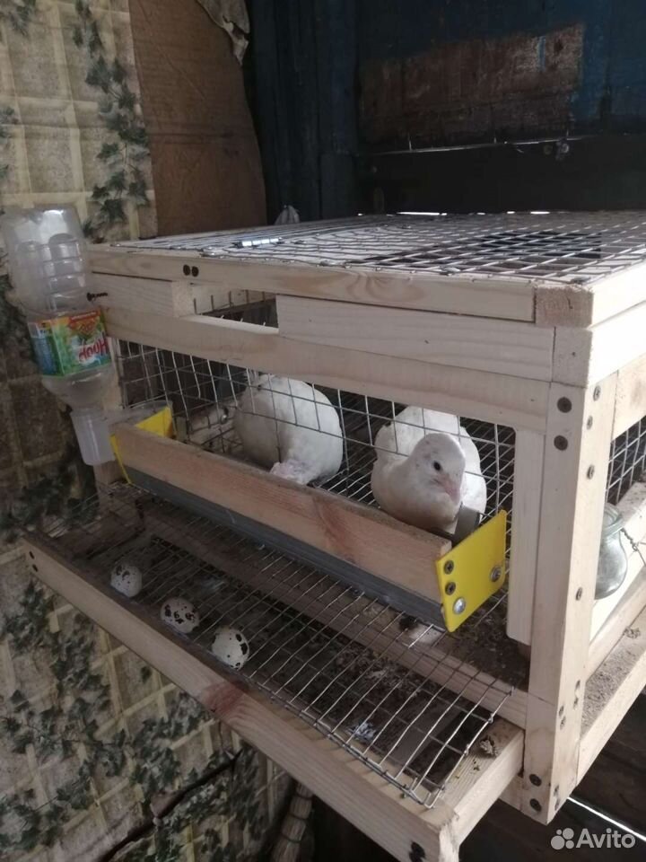 Перепелки с клеткой