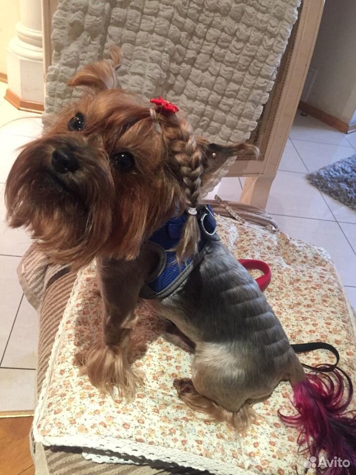 Йоркширский терьер