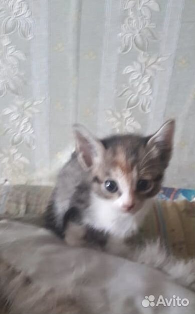 Котята бесплатно