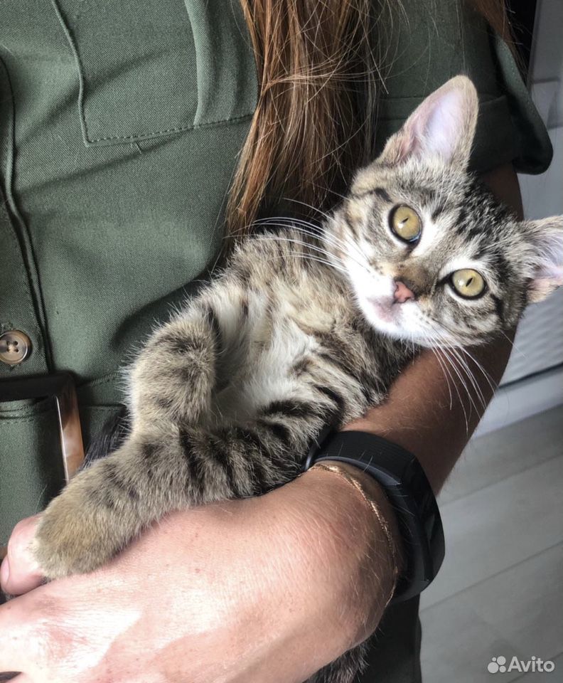 Полосатый котёнок Марфа 3 месяца в добрые руки