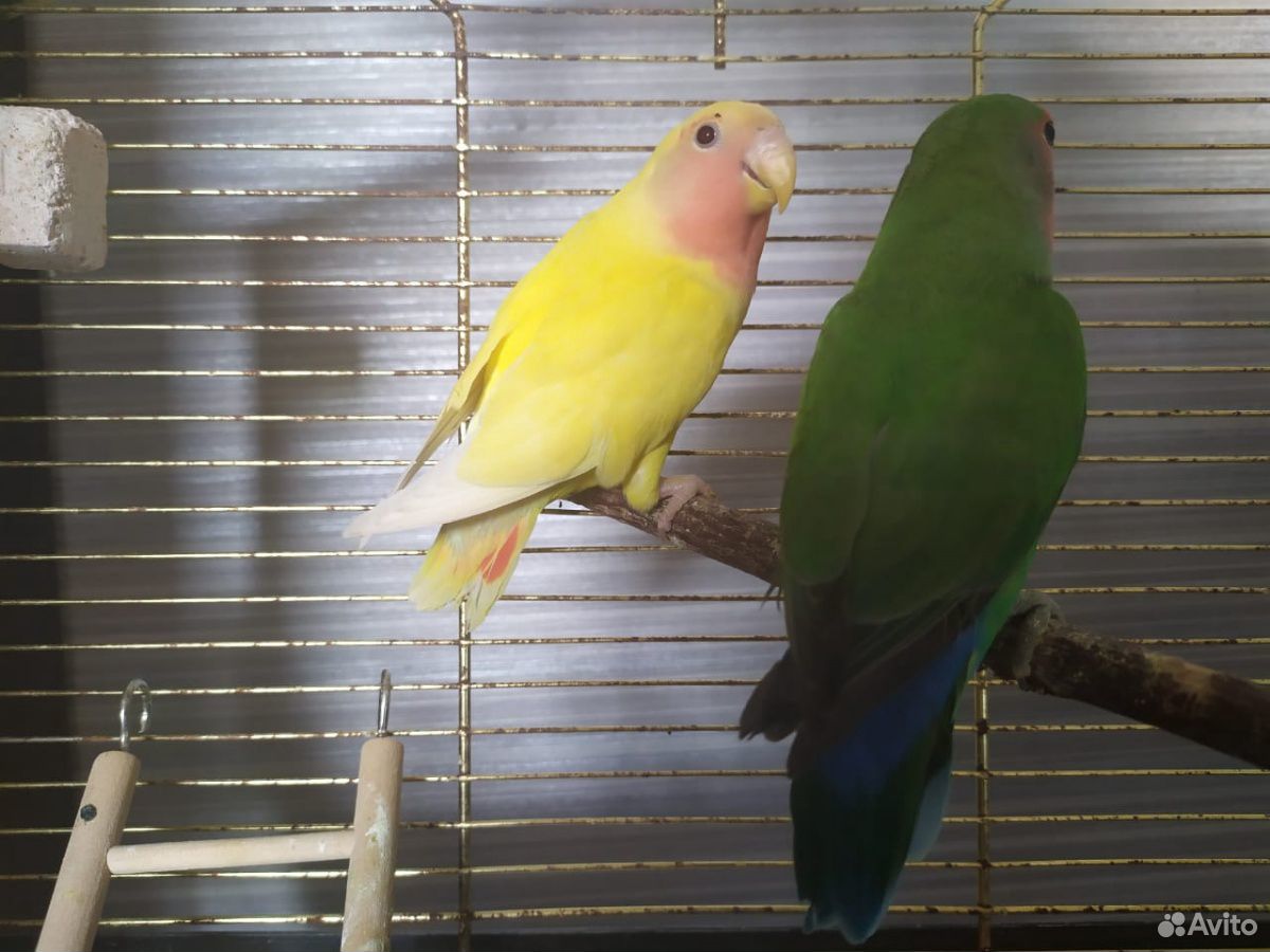 Неразлучники мальчик и девочка