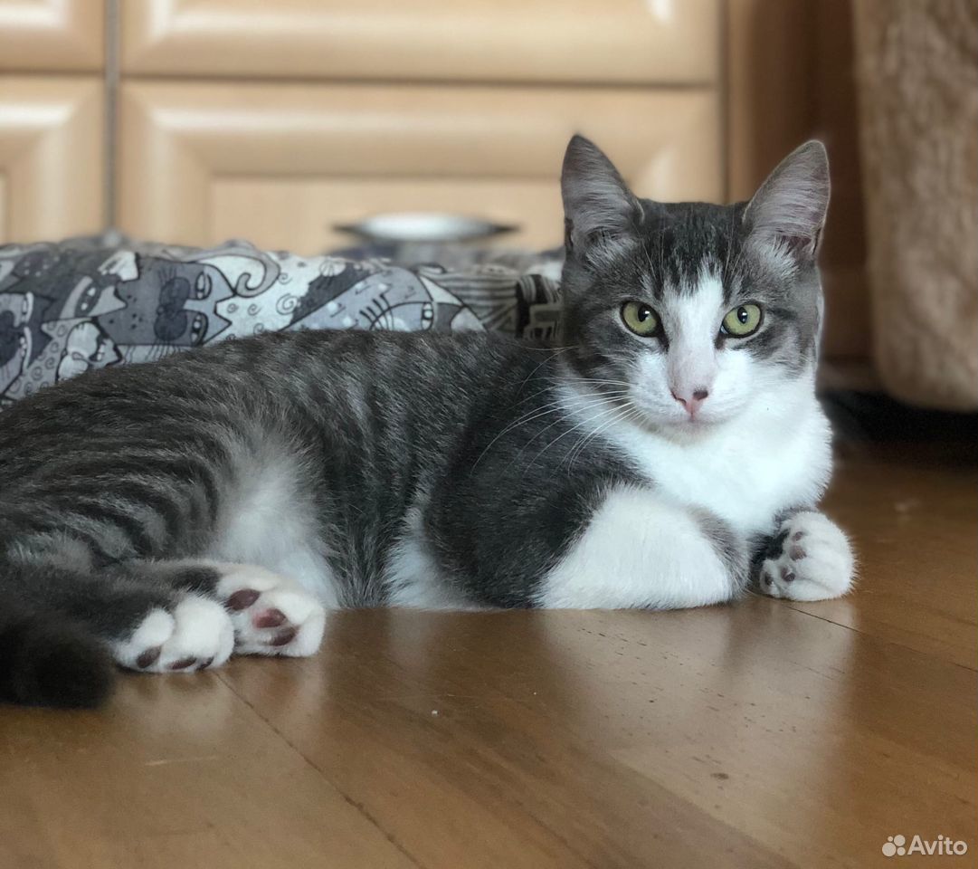 Очень ласковый домашний ручной Грей 6 мес ищет дом