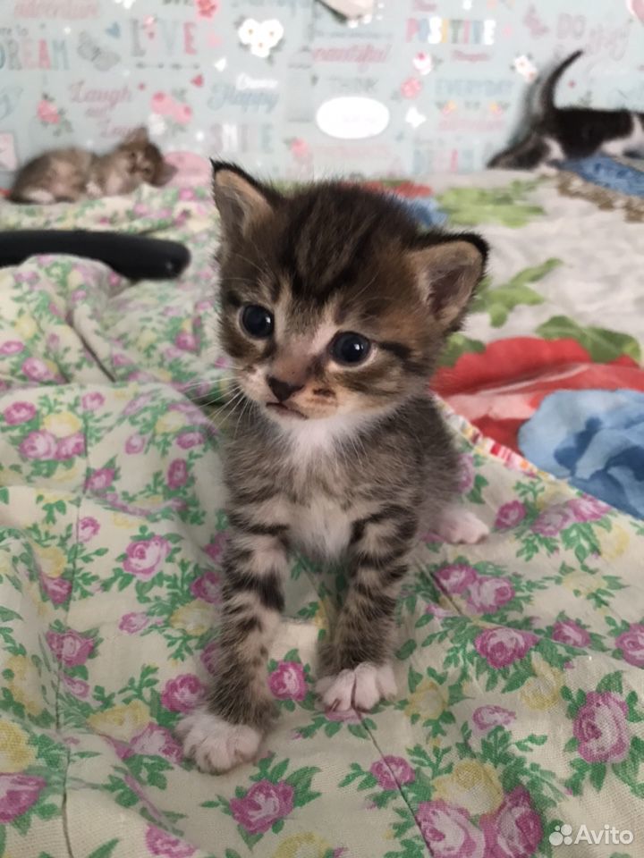 Котёнок