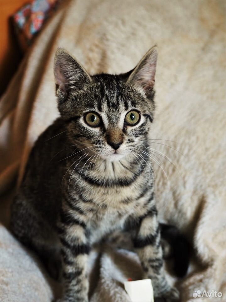 Полосатый котенок