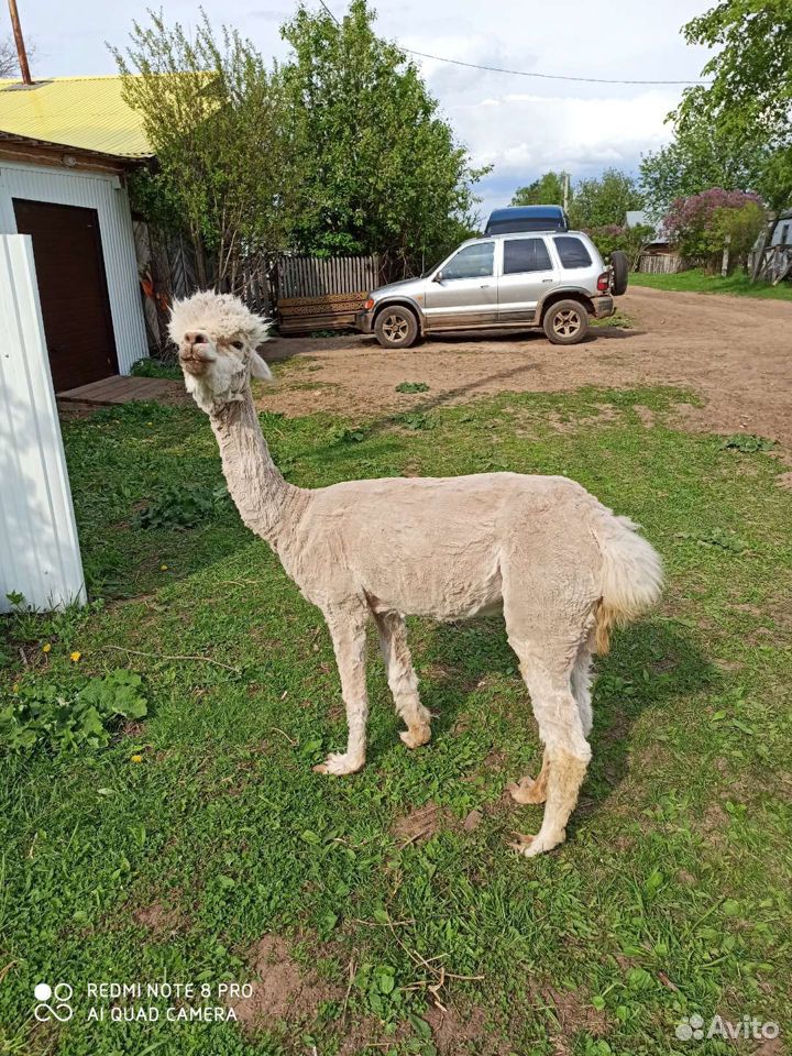 Альпака