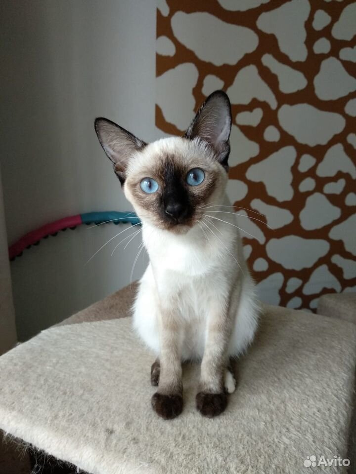 Клубная девочка