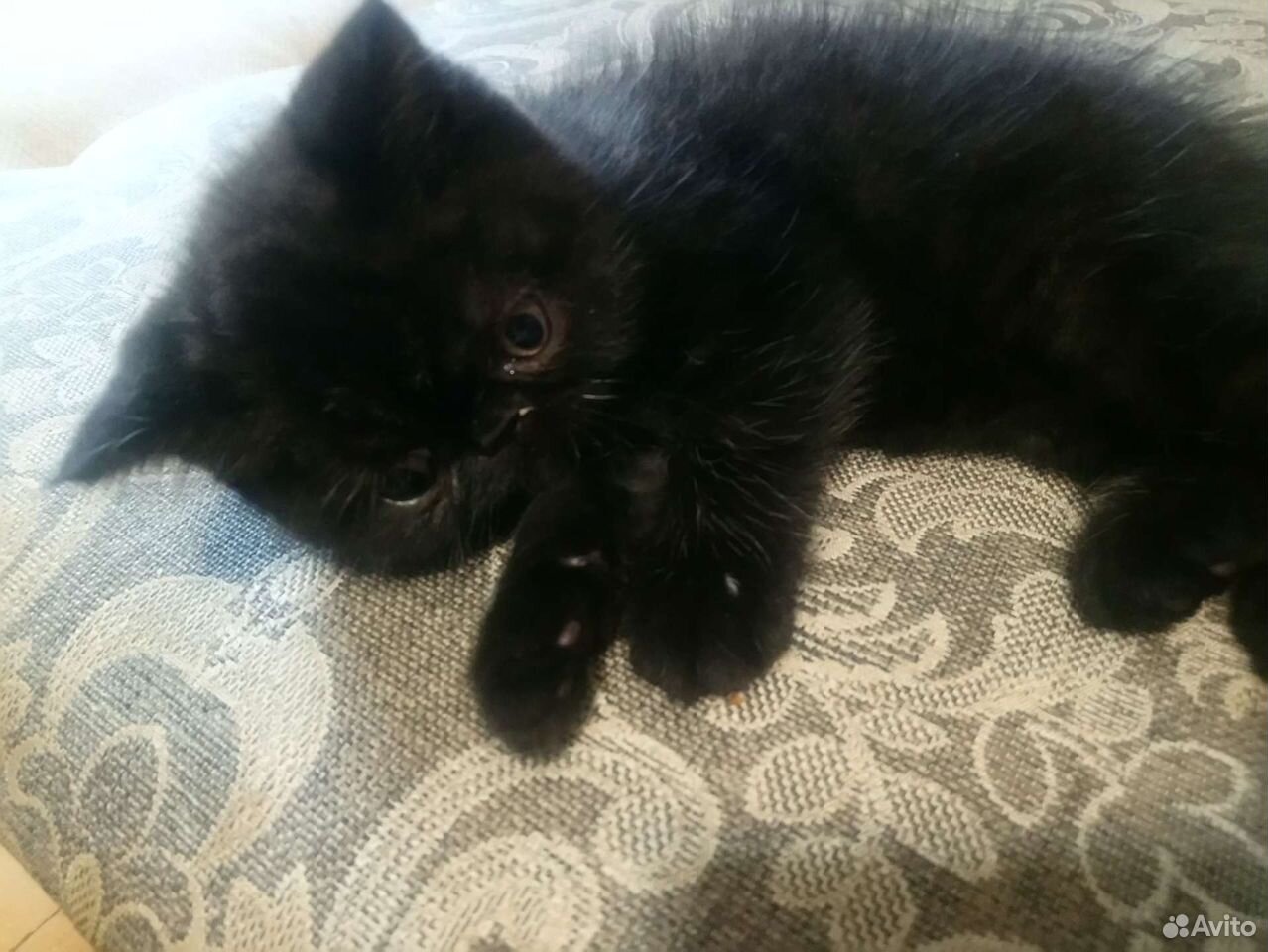 Котенок экзот