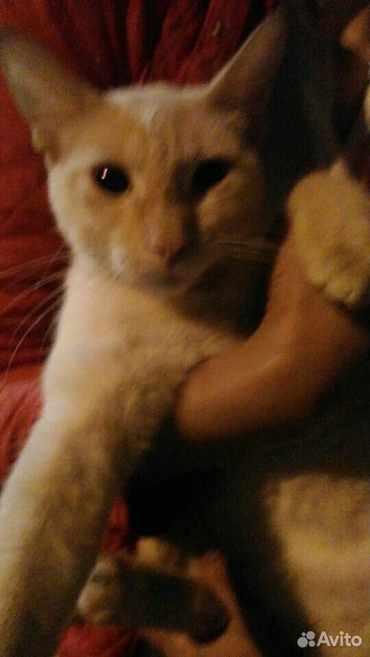 Ориентальный котик