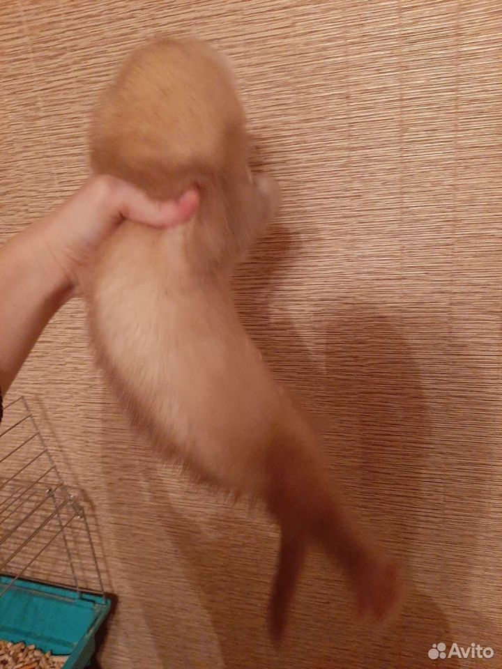 Харек(белый)