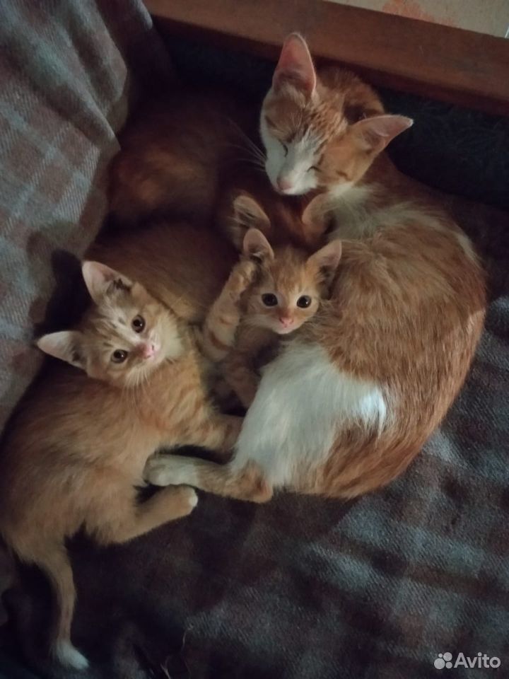 Рыжие котята в добрые руки