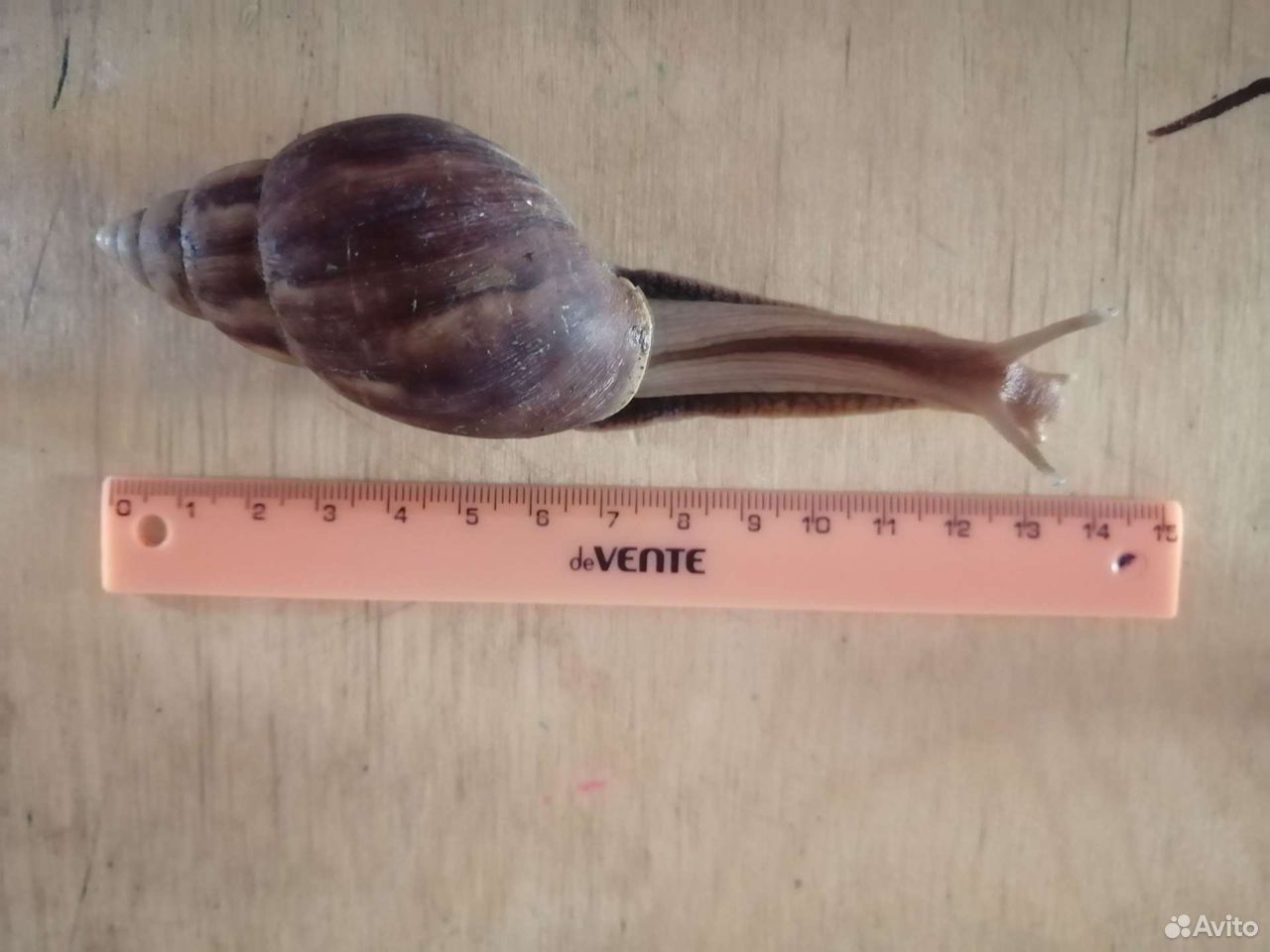 Улитка Ахатина