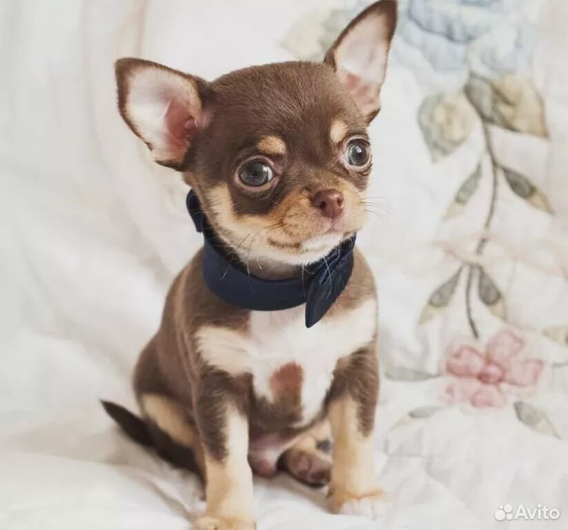 Чихуашка мини