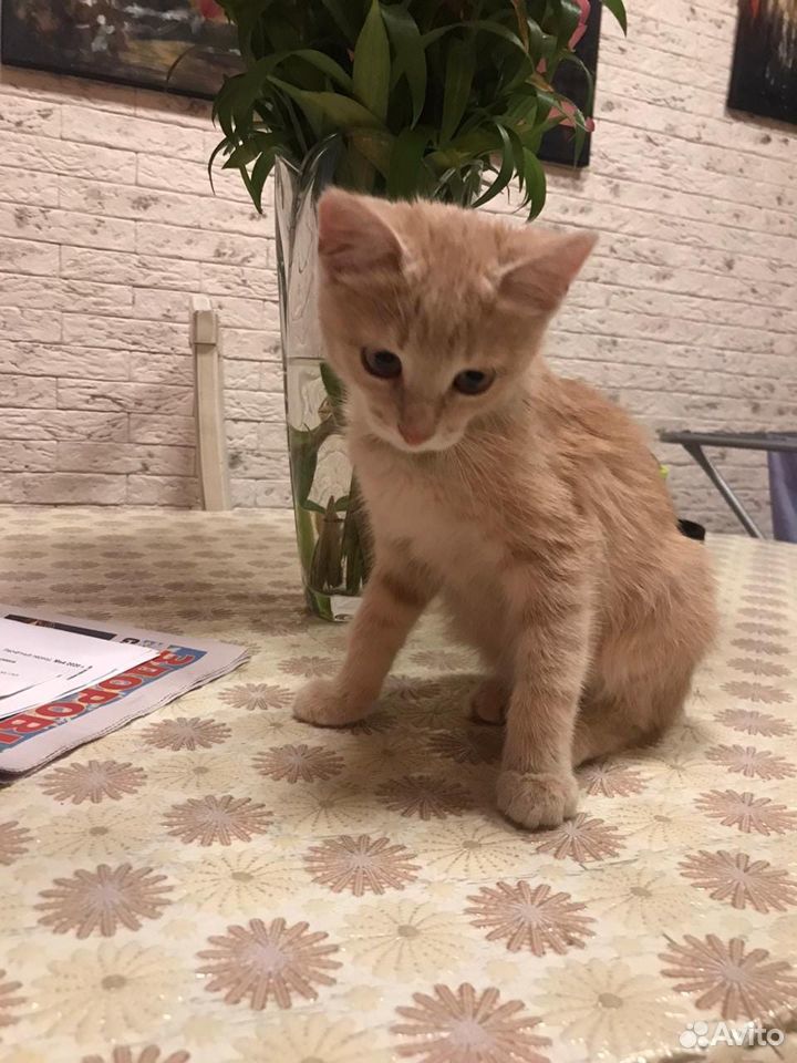 Отдам котенка 4 месяца