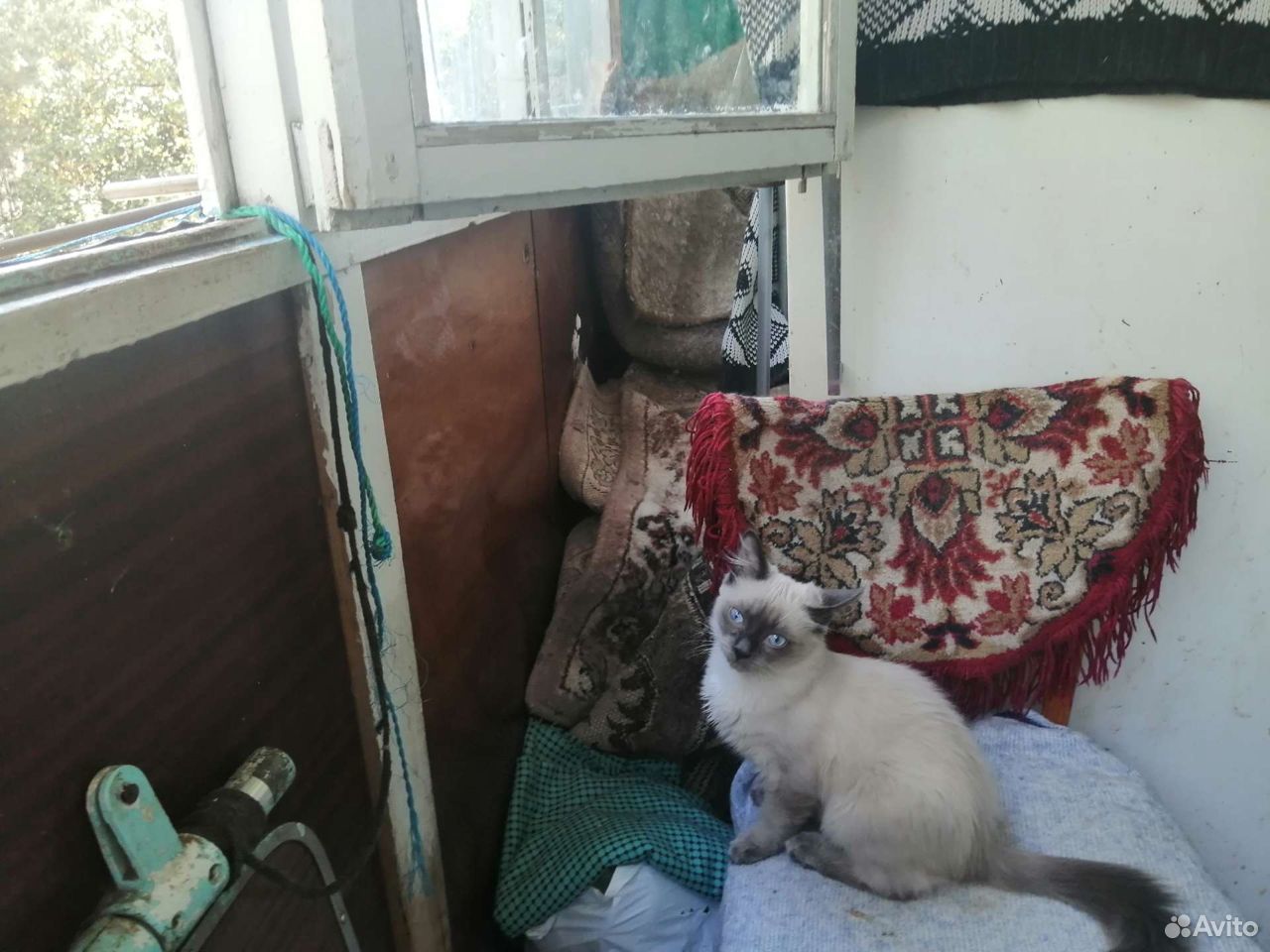 Котик 3,6 месяцев, зовут Зефир. От домашней кошки