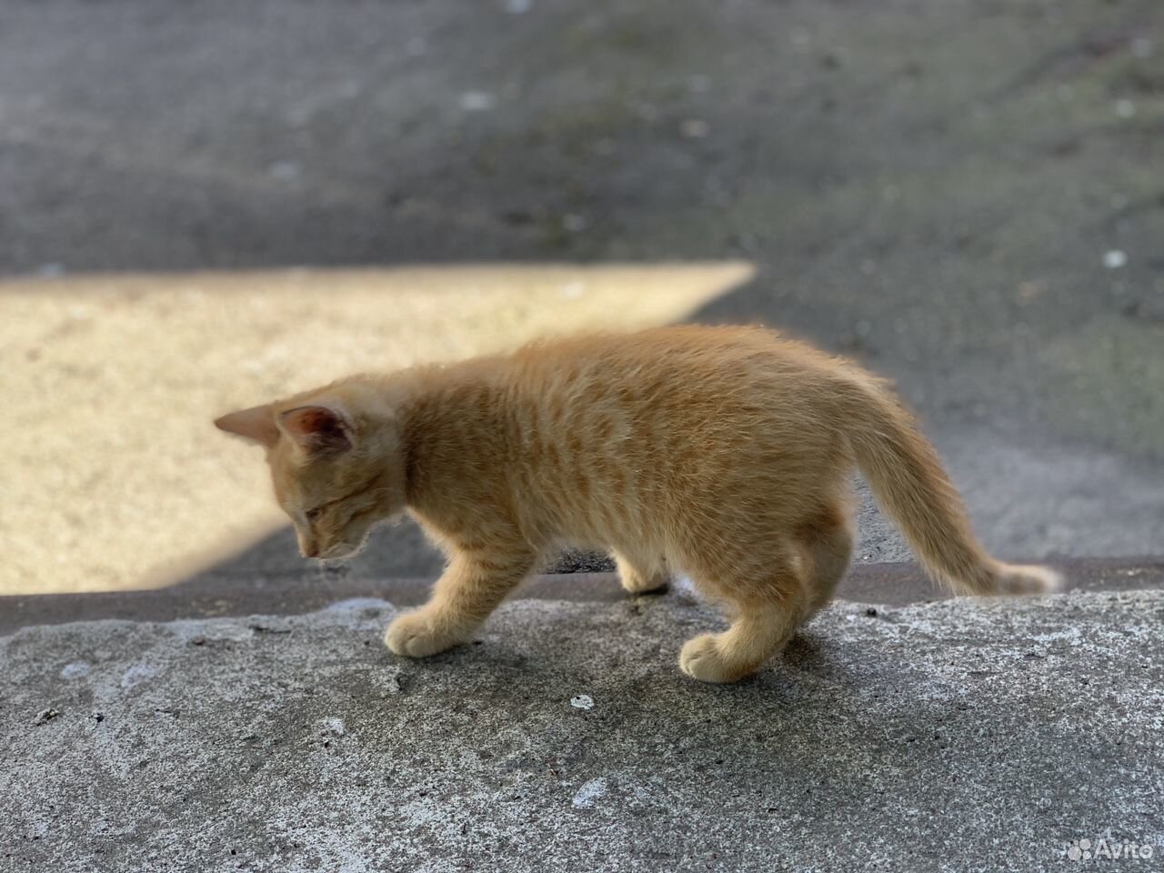 Котята 2,5 месяца