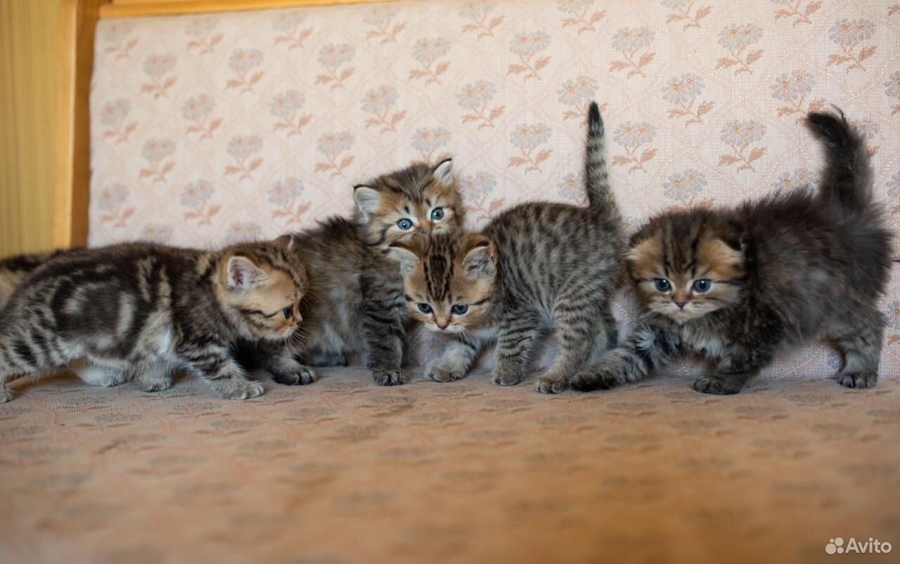 Чистопородные Шотладские котята