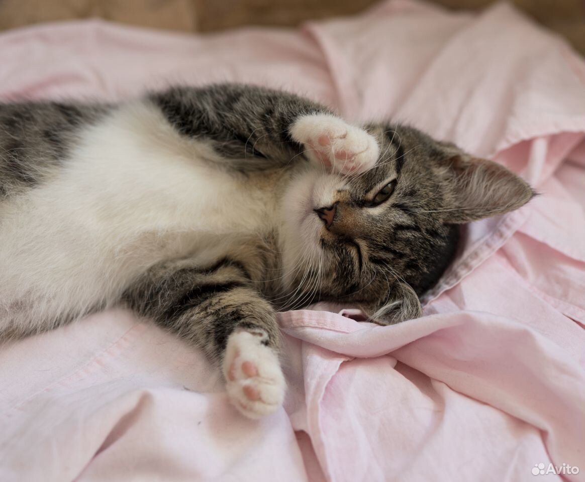 Маленькая Лила ищет дом