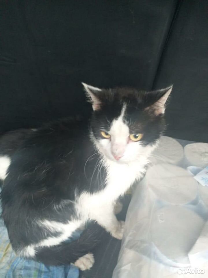 Умер хозяин Кошку и кота надо спасать