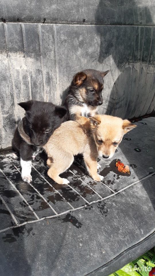 Щеночки мелкой породы