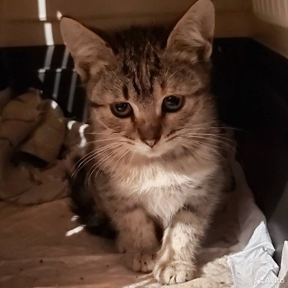 Кошка Лизонька ищет дом