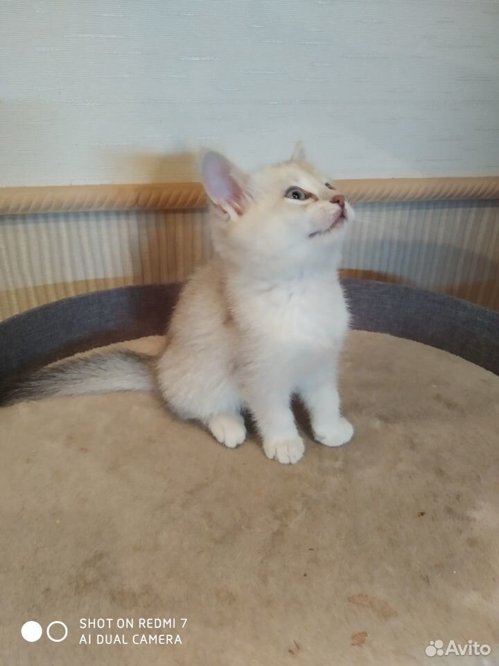 Котята серебристой шиншиллы девочки