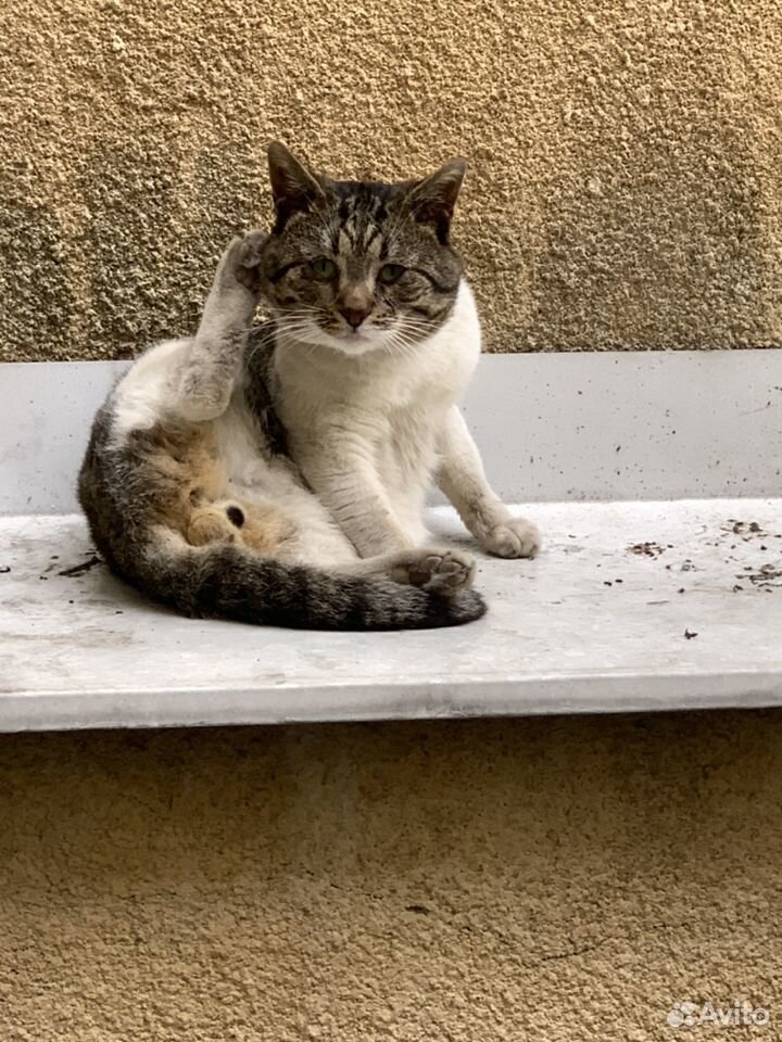 Кот