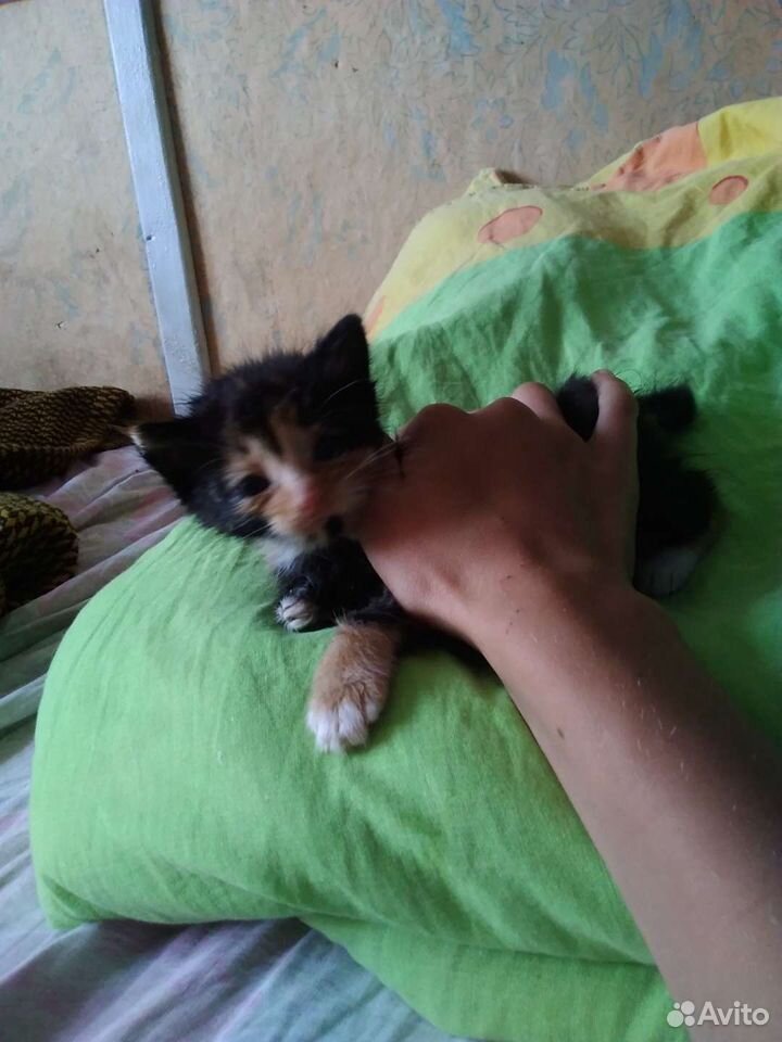 Котята