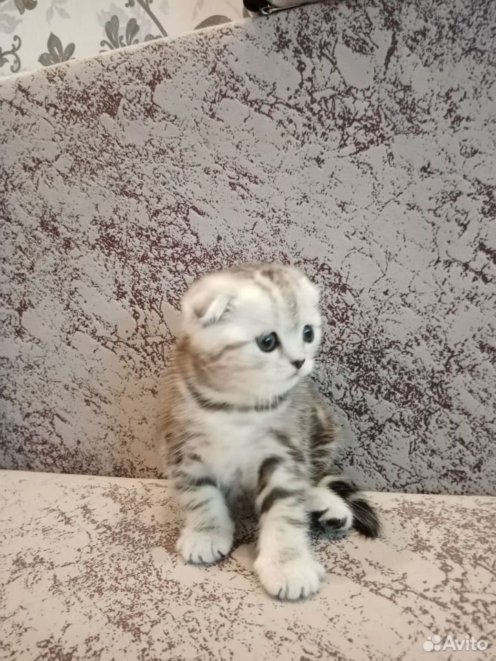 Шотландская красавица