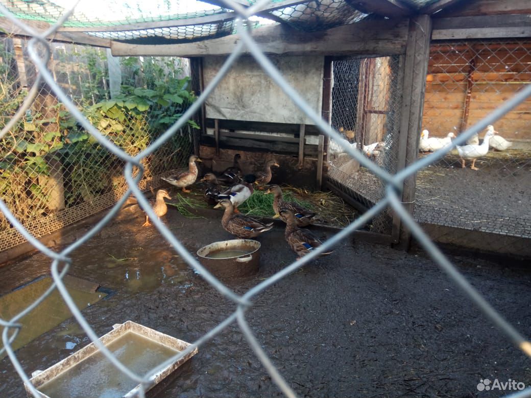 Птицы, дикие утки