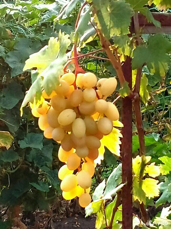 Фазаны румынской породы. Петушок и курочка. 1,5 го