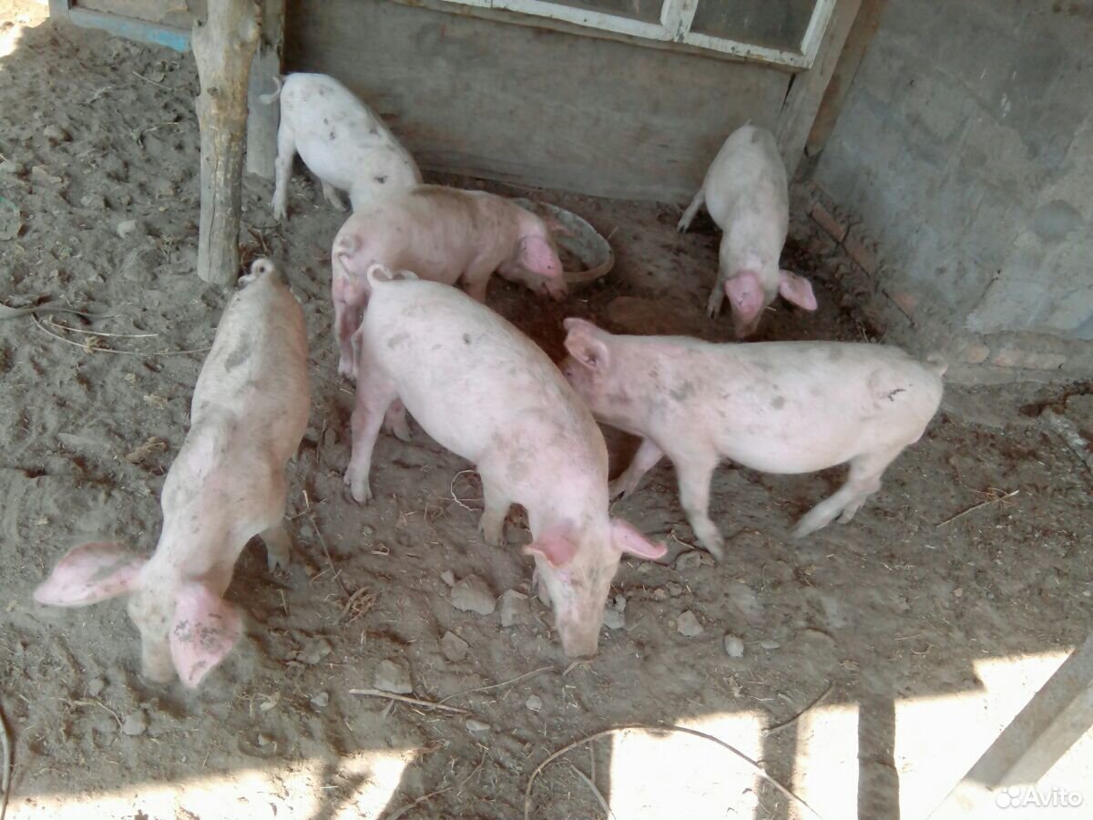 Поросята кабанчики