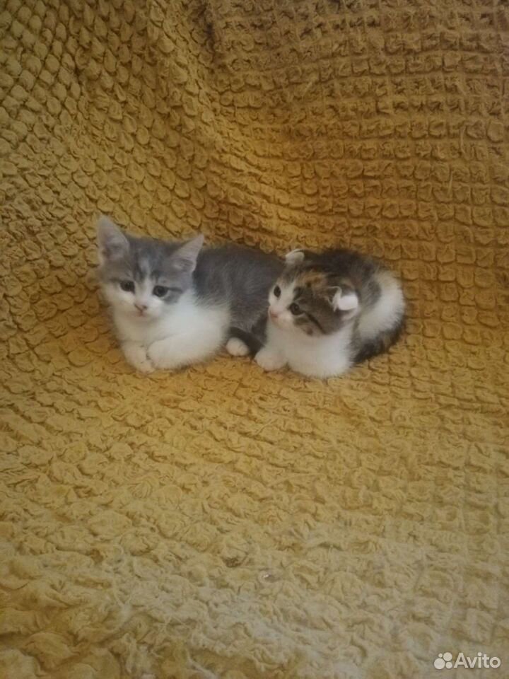 Британские котята 1.5 месяца