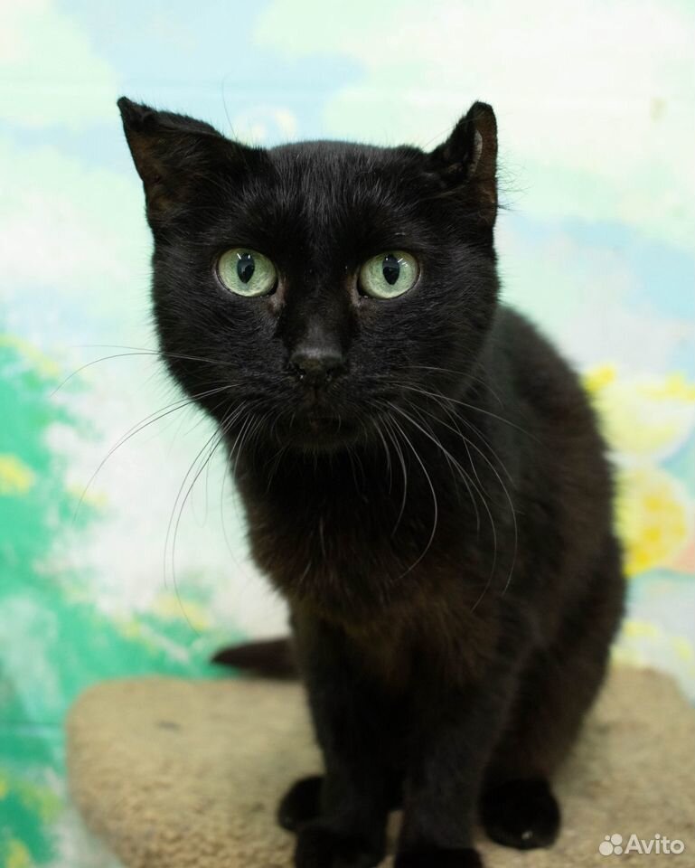 Кошка в добрые руки