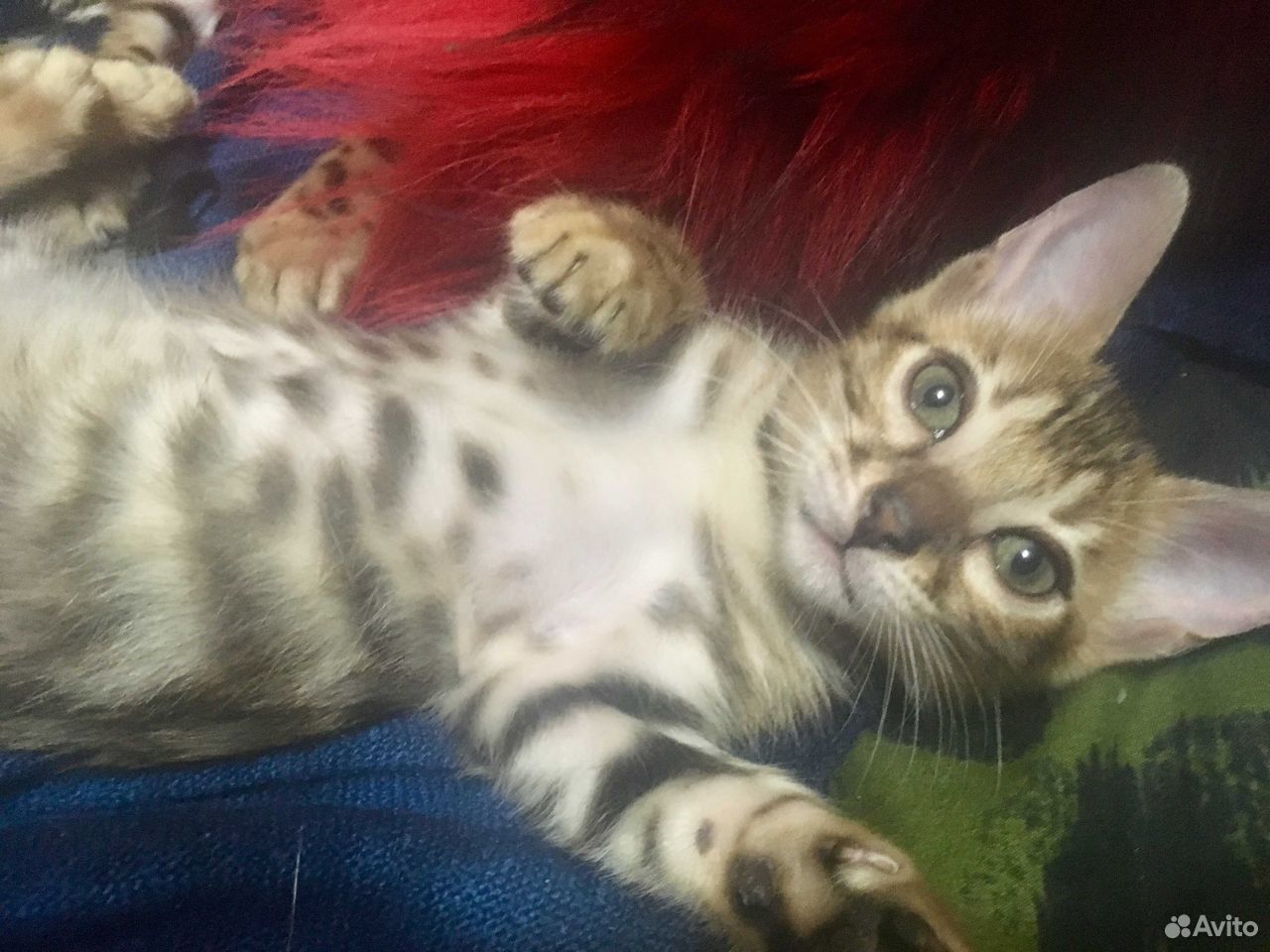 Бенгальские малыши