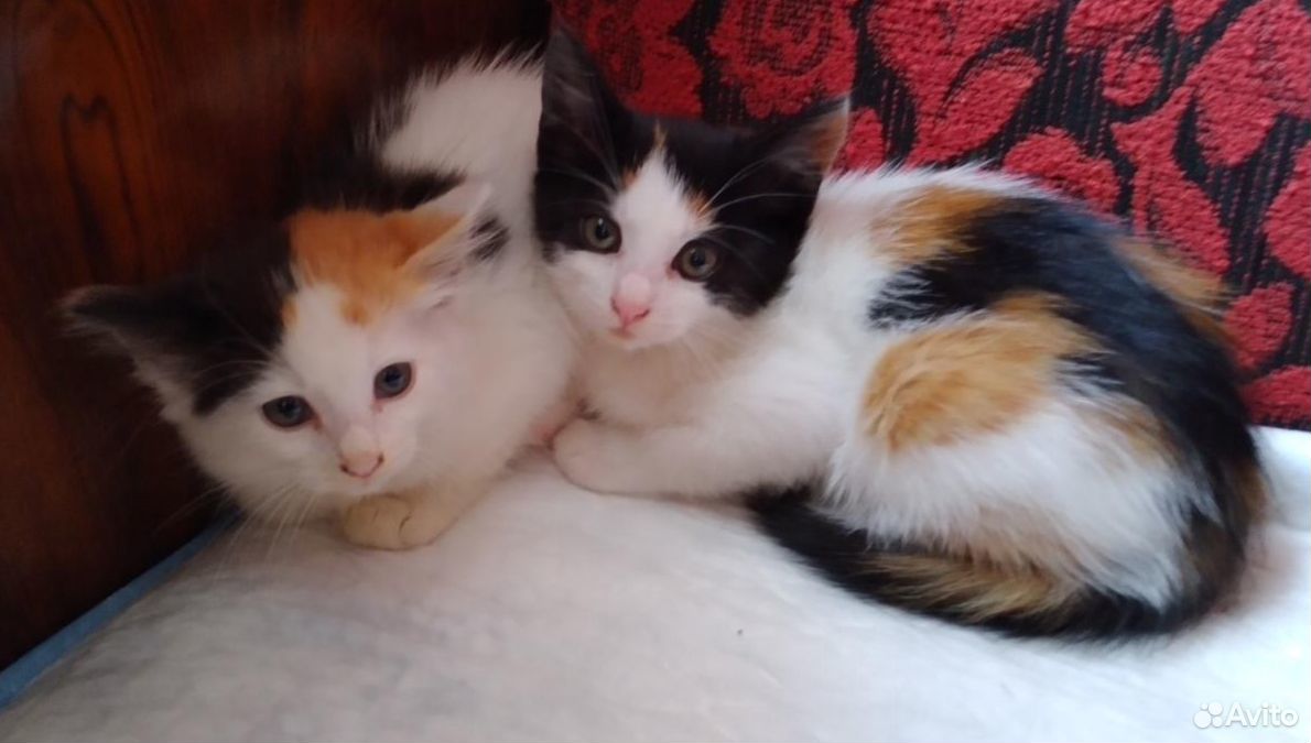 Сестрички- лисички 1.5 мес