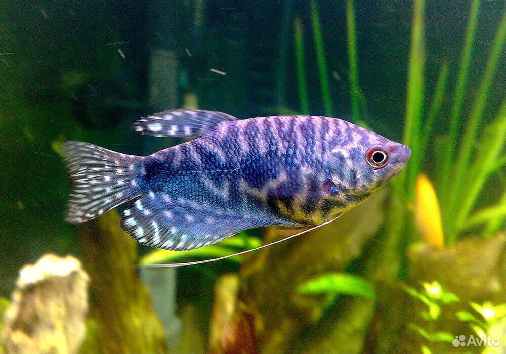 Рыбки гурами и анцики