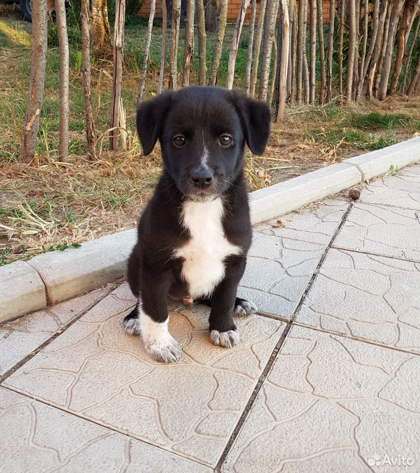 Щенок Каспер ищет дом