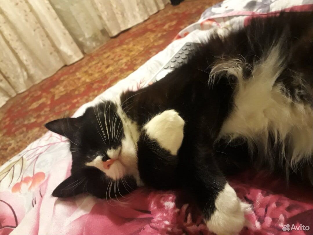 Кошка, возраст около года